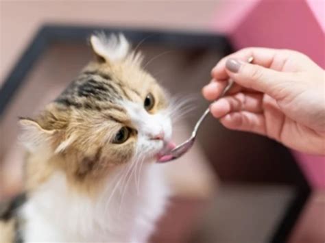阿福课堂 猫咪打翻垃圾桶仅仅是因为好玩吗有可能是异食癖 知乎