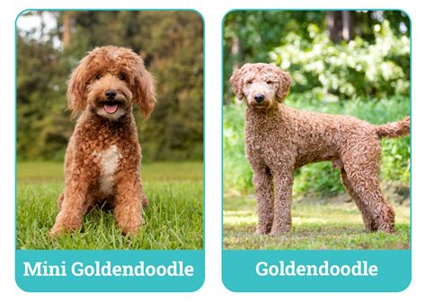 Mini Goldendoodle Vs Goldendoodle Differences Explained With Pictures