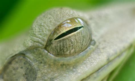 Chunam Tree Frog Eye Closeup Macro Photo Moist And Shiny Frog Eyes Stock Image Image Of