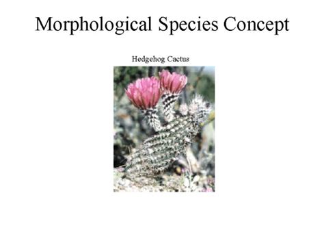 Morphological Species Concept Example Of