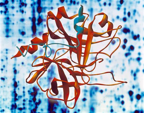 Thrombin Protein Stock Image A6170084 Science Photo Library