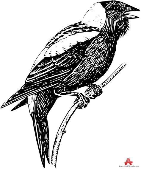 Bobolink Clipart 20 Free Cliparts Download Images On Clipground 2025