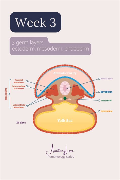 Week 3 Of Embryological Development Is When Gastrulation Takes Place The Embryo Folds Along Two
