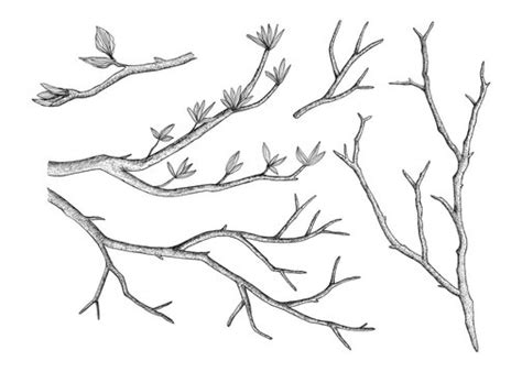 Fallen Tree Branch Drawing