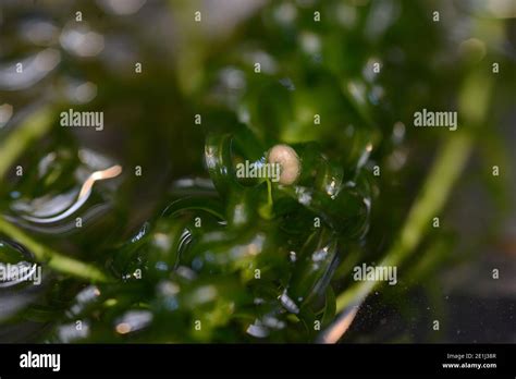 Newt Egg High Resolution Stock Photography And Images Alamy