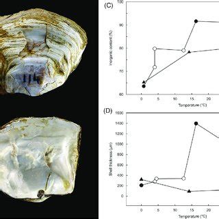 Scanning Electron Micrographs Showing The Diversity Of Bivalve Shell Download Scientific