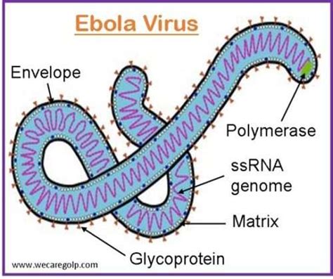 Ebola Virus Disease Evd We Care