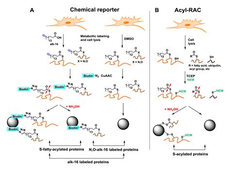 【方法篇】s 棕榈酰化蛋白修饰质谱鉴定方法标记