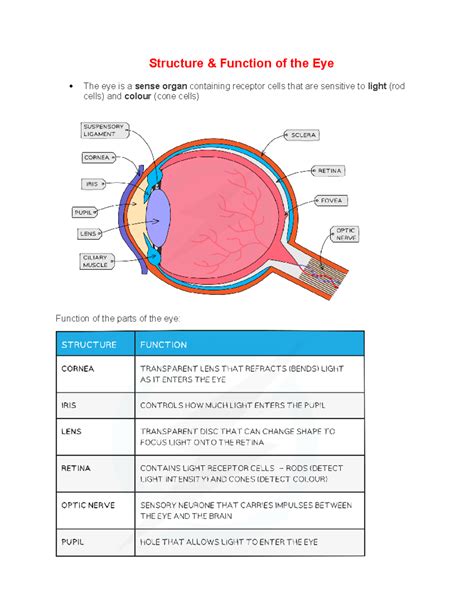 The Eye Notes Structure And Function Of The Eye The Eye Is A Sense