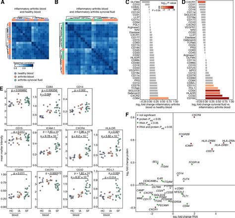 Aging And Interferon Gamma Response Drive The Phenotype Of Neutrophils In The Inflamed Joint Pmc