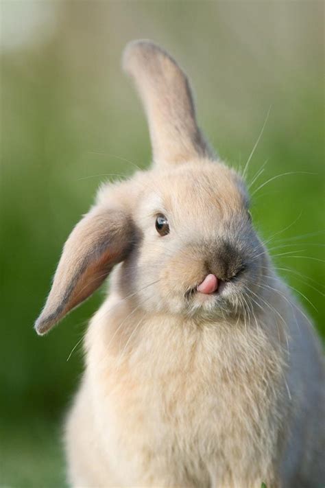 20 прелестных кроликов, которые сделают ваш день лучше | Cute animals ...