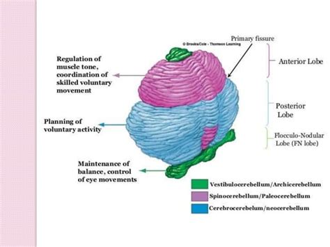 Cerebellum Parts And Function Ppt