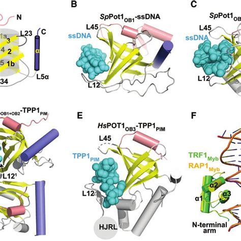 Pdf The Structural Biology Of The Shelterin Complex