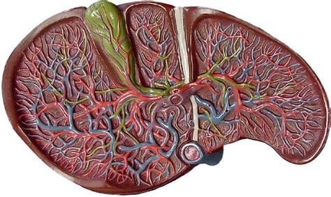 Liver Diagram Quizlet