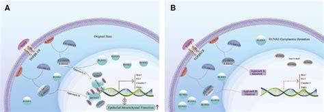 Runx3 A Location Oriented Genome Coordinator Bio Integration