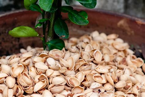 7 Surprising Uses For Pistachio Shells In The Home And Garden