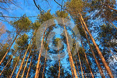 Tree Canopy Royalty Free Stock Photo CartoonDealer Com 40380801