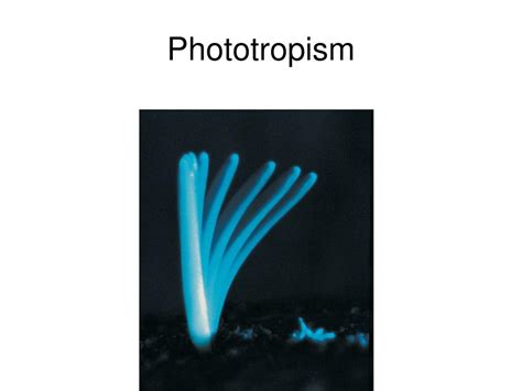 PPT Phototropism PowerPoint Presentation Free Download ID