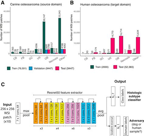 Deep Domain Adversarial Learning For Species Agnostic Classification Of Histologic Subtypes Of