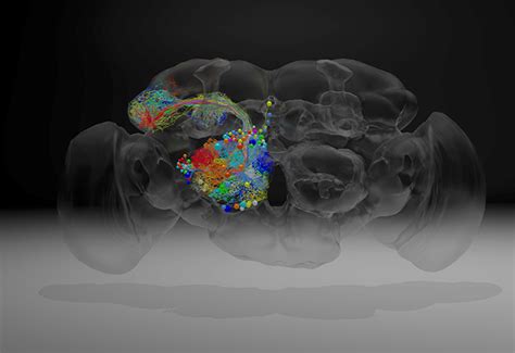Picture Show Neural Mapping Cell Press