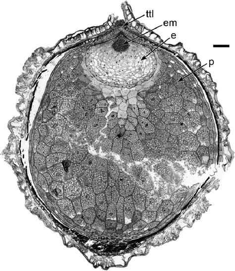 Nymphaea Lotus Longitudinal Section Of Seed Haustorium Absent E Download Scientific