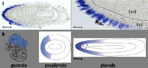 Spatial Expression Patterns Of Dpbra2 During Embryonic Development A Download Scientific