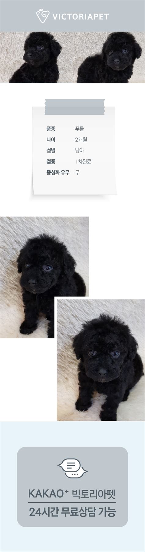 푸들 25만원~ 웰시코기 치와와 닥스훈트 고양이입양 요크셔테리어 토이푸들 유기견보호소 러시안블루 빅토리아펫 강아지분양
