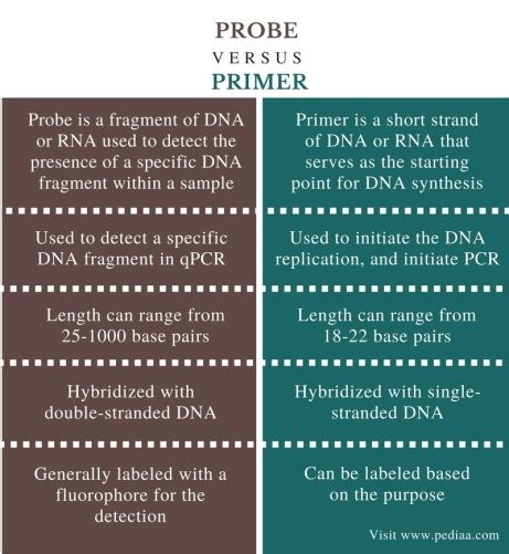 Difference Between Probe And Primer Definition Design Importance Similarities And Differences