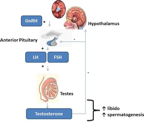 The Hypothalamic Pituatary Testicular Axis Stimulatory