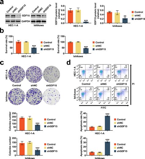 Figure 2 From Knockdown Of Gdf15 Inhibits Endometrial Cancer Cell