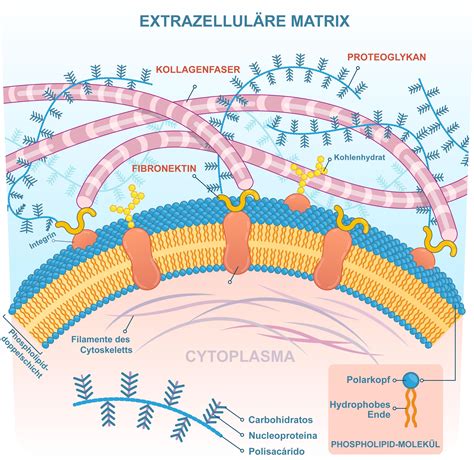 Extrazelluläre Matrix X115®