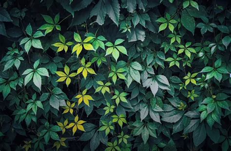 Solved Discrepancy In Gaussian Blur Value Adobe Community 15315532