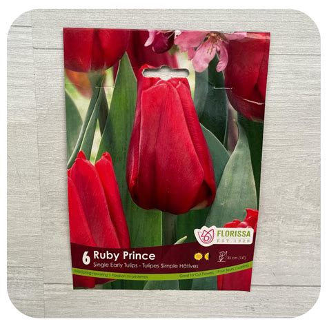 Tulip Ruby Prince Davenport Garden Centre