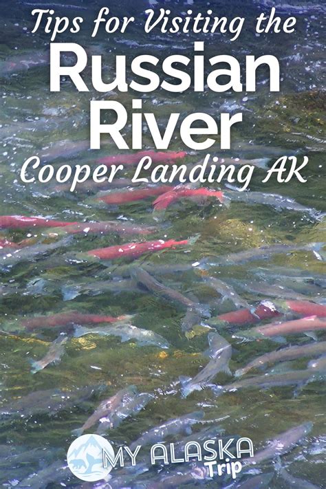 Russian River The Kenai Peninsulas Best Spot For Bears Salmon And Eagles