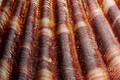 Patterns In The Shell Photograph By Mesa Teresita Fine Art America