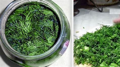 თუ სახლში კამა გაქვთ შეგიძლიათ მშვიდად იყოთ ის ავადმყოფობას ამარცხებს Youtube