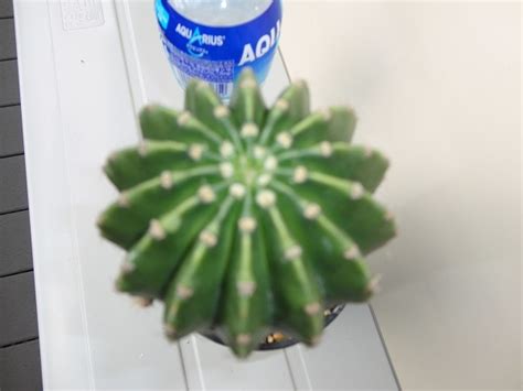 Yahoo オークション [a8・b8・f8] 多肉植物 花サボテン 短毛丸 エキ