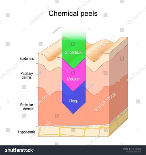 Reticular Papillary Layers Royalty Free Images Stock Photos Pictures Shutterstock