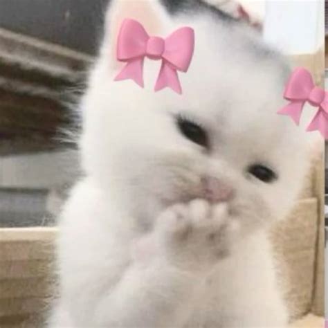 Pin On Pins By You In 2024 Kittens Cutest Iphone Wallpaper Cat Cute Cat