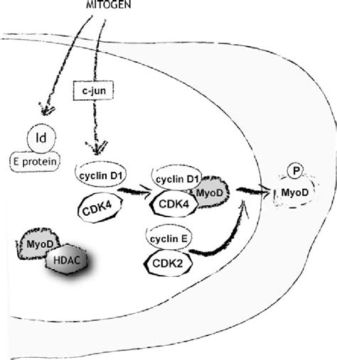 3 Inhibition Of Myod In Proliferating Myogenic Cells In Proliferating