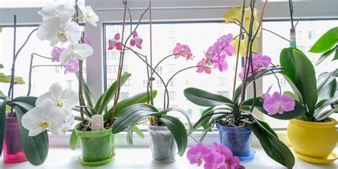 Чому не цвіте орхідея — як розбудити орхідею якщо вона не цвіте секретний лайфхак з водою Nv