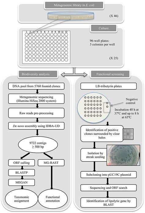 A Flowchart Showing The Steps Of The Functional Screening Procedure And Download Scientific