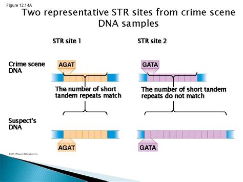 Forensic DNA Profiling Forensic DNA Profiling ABO Blood