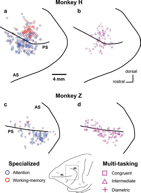 Multitasking Of Attention And Memory Functions In The Primate Prefrontal Cortex Journal Of