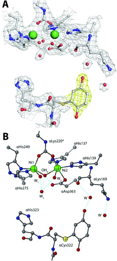 Inactivation Of Urease By 14 Benzoquinone Chemistry At The Protein