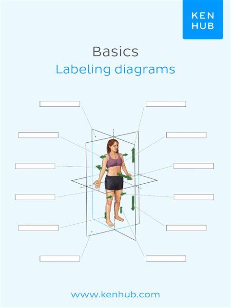 Anatomy Labeling Worksheets Guide Pdf Anatomical Terms Of Location