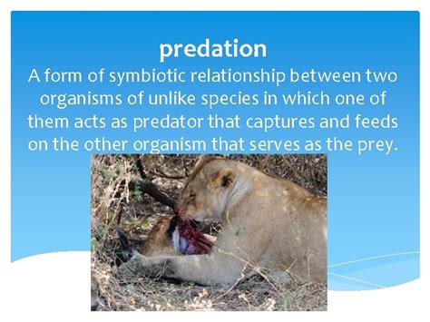 Biodiversity The Diversity Of Plant And Animal Life