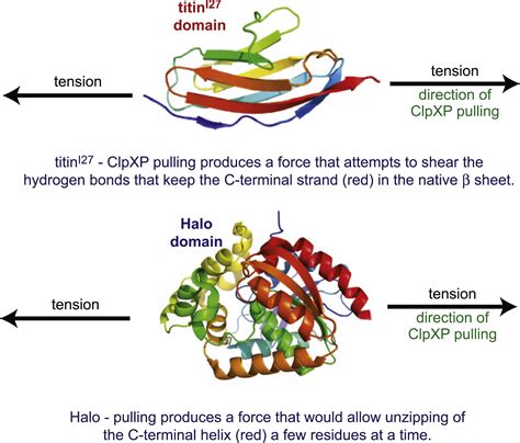 Stochastic But Highly Coordinated Protein Unfolding And Translocation By The Clpxp Proteolytic
