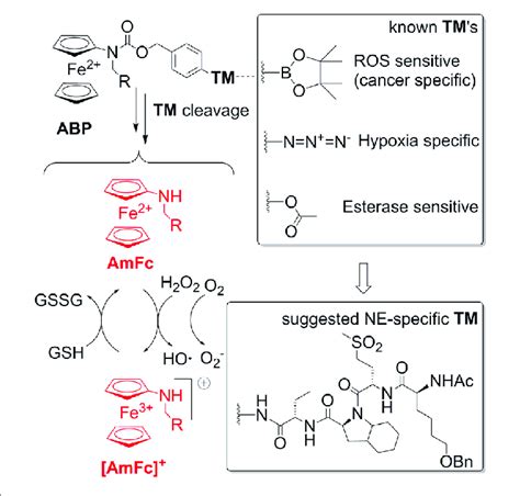 A General Structure Of Aminoferrocene Based Prodrugs Abps And The Download Scientific