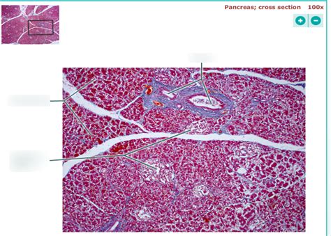 Pancreas Histology Diagram
